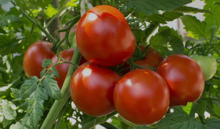 21 Best Tomatoes For Zone 9 - AMERICAN GARDENER