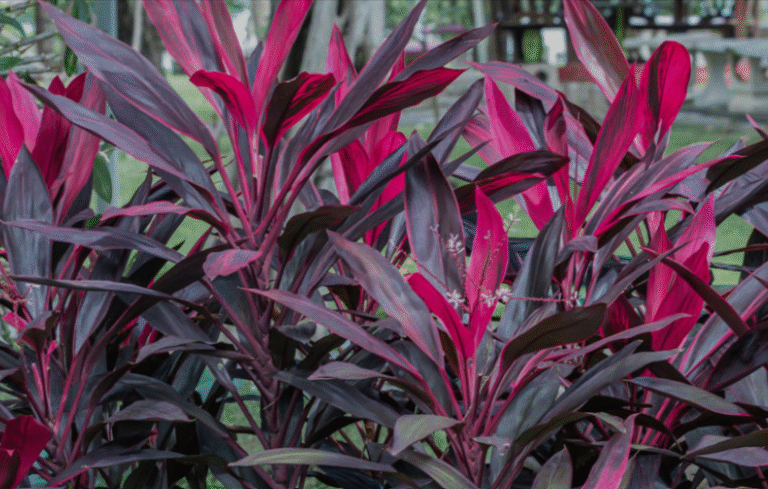 12 Perennials With Burgundy Foliage (With Pictures) - AMERICAN GARDENER