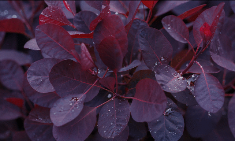 12 Burgundy Shrubs For Landscaping - AMERICAN GARDENER