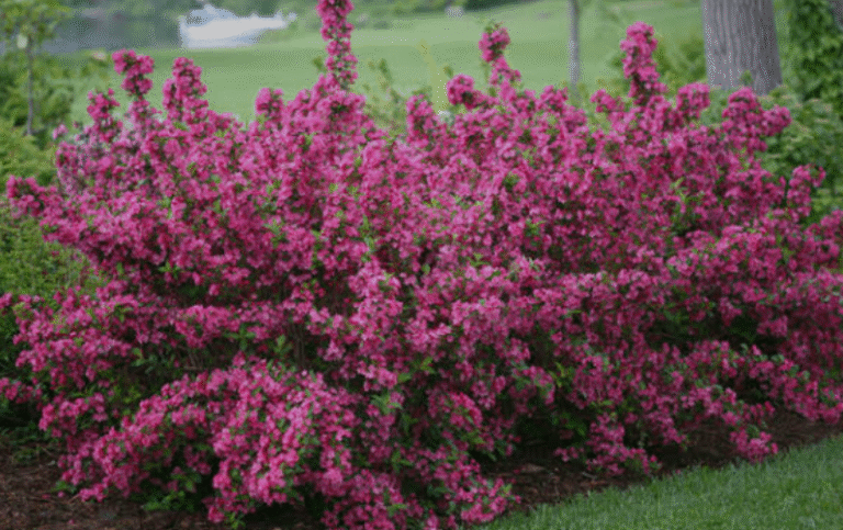 12 Burgundy Shrubs For Landscaping - AMERICAN GARDENER
