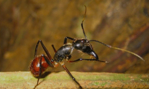 10 Types of Ants That Explode (Bomb/Kamikaze Ants) - AMERICAN GARDENER