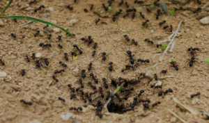 21 Types of Ants that Build Mounds – (Identification, With Pictures ...