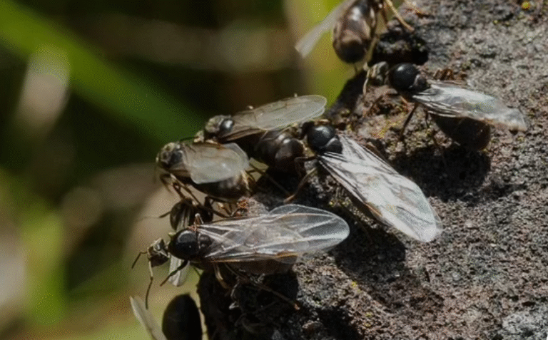 28 Types of Ants that Have Wings - (Identification, With Pictures)