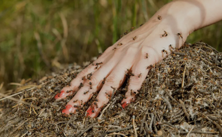 21 Types of Ants that Bite Humans – (Identification, With Pictures ...