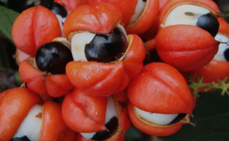 28 Types of Poisonous Fruits You Need To Know – (Identification Guide ...