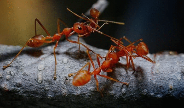 15 Types of Poisonous Ants - (Identification Guide) - AMERICAN GARDENER