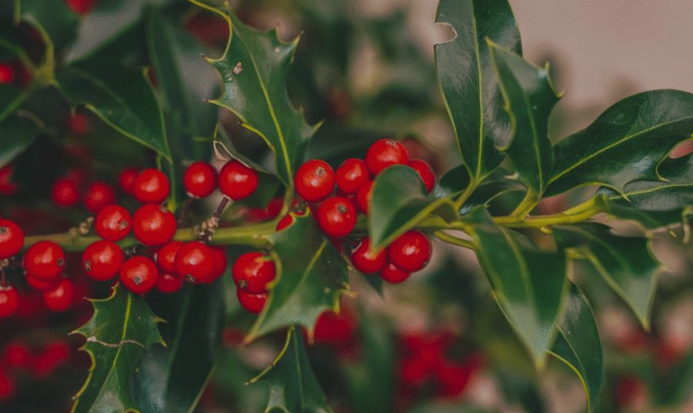 28 Types of Poisonous Berries – (Identification Guide) - AMERICAN GARDENER