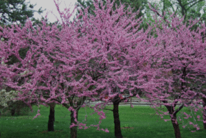 21 Fast Growing Trees Suitable For USDA Zone 8 - AMERICAN GARDENER