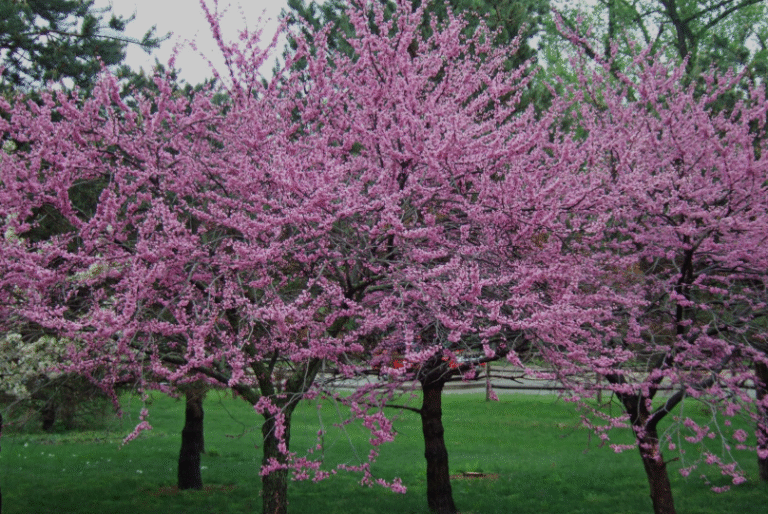 21 Fast Growing Trees Suitable For USDA Zone 8 - AMERICAN GARDENER