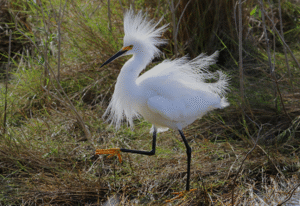 45 Common Birds With Long Legs – (Identification, With Pictures ...