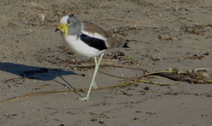 45 Common Birds With Long Legs – (Identification, With Pictures ...