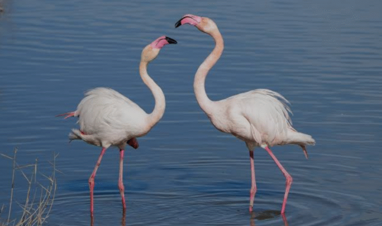 6 Types of Flamingo Bird Species – (Identification, With Pictures ...