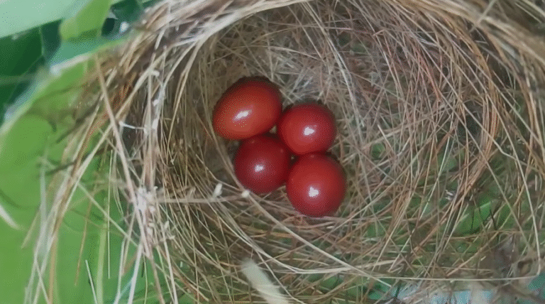15 Birds that Lay Red Eggs – (Identification, With Pictures) - AMERICAN ...
