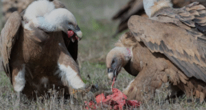 40 Birds that Eat Dead Animals - (Identification Guide) - AMERICAN GARDENER