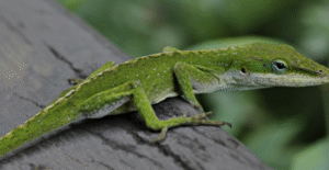 16 Lizards that Change Color - (Identification, With Pictures ...