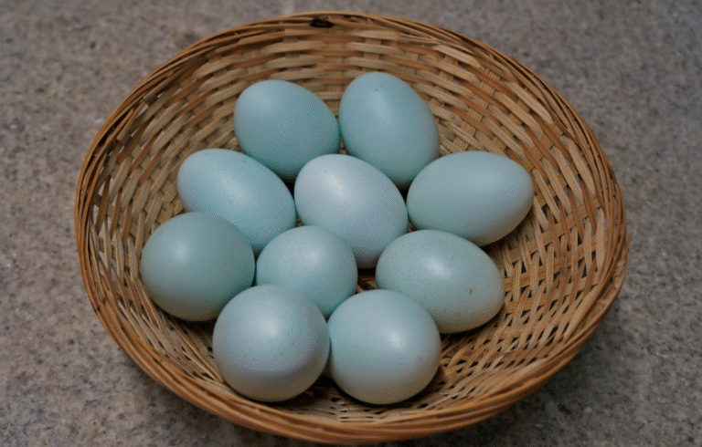 16 Chicken Breeds That Lay Blue Eggs – (Identification Guide ...
