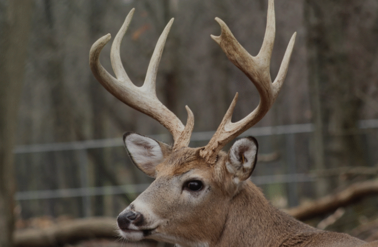 16 Animals With Antlers – Identification Guide - AMERICAN GARDENER