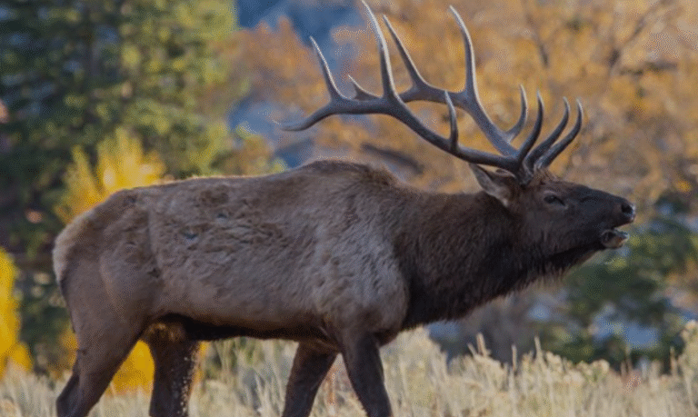 16 Animals With Antlers – Identification Guide - AMERICAN GARDENER