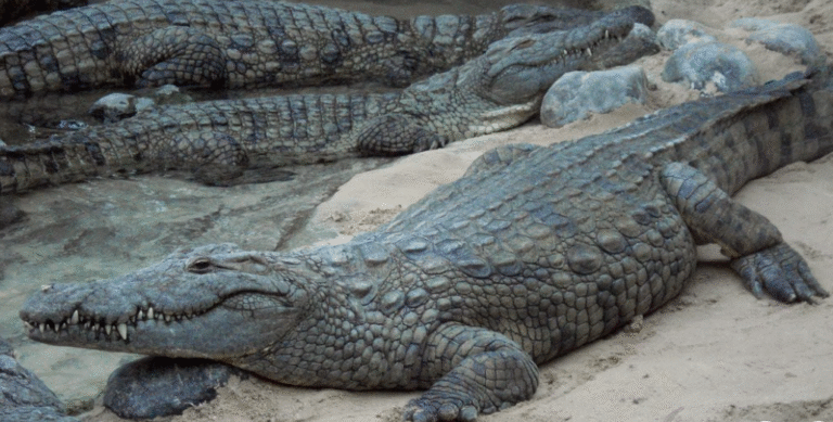 24 Creatures (Animals) With Scales – (Identification) - AMERICAN GARDENER