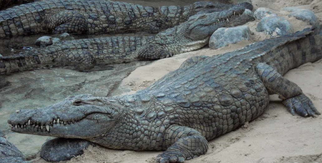 24 Creatures (Animals) With Scales – (Identification) - AMERICAN GARDENER