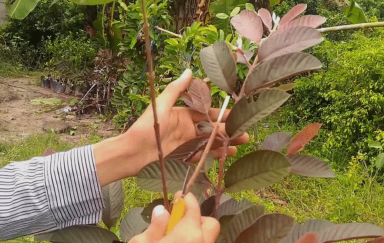 12 Types of Grafting Techniques – (With Pictures) - AMERICAN GARDENER