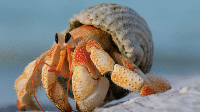 Hermit Crab: Classification, Species, Habitat, Distribution, Lifespan ...