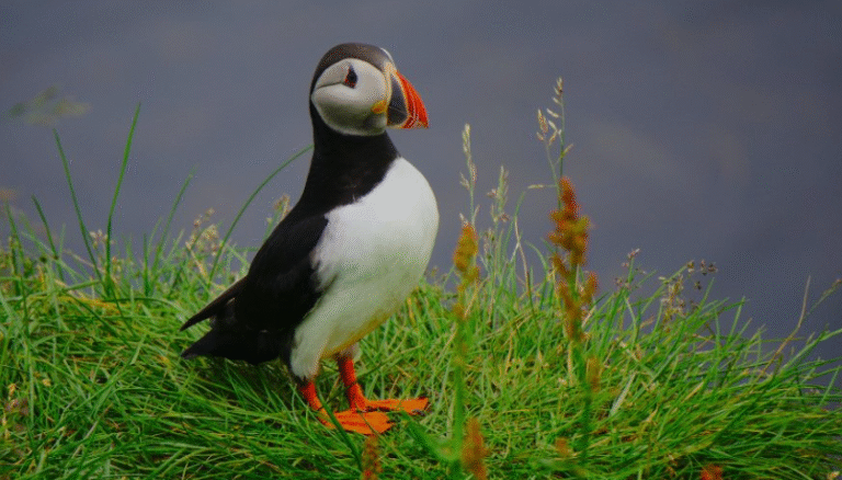 4 Types of Puffins – (Identification, With Pictures) - AMERICAN GARDENER