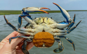 Blue Crab: Classification, Species, Habitat, Distribution, Lifespan ...