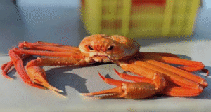 Snow Crab: Classification, Species, Habitat, Distribution, Lifespan ...