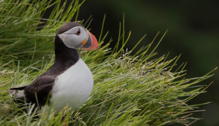4 Types of Puffins - (Identification, With Pictures) - AMERICAN GARDENER