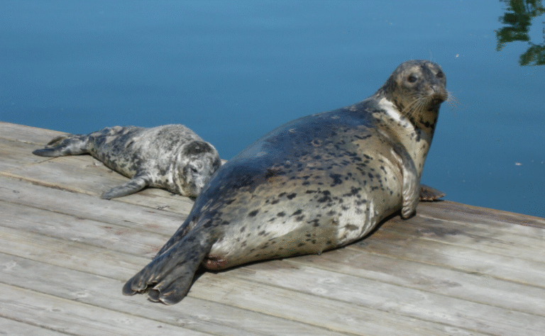 24 Types of Seals – (Identification, Where They’re Found & Pictures ...