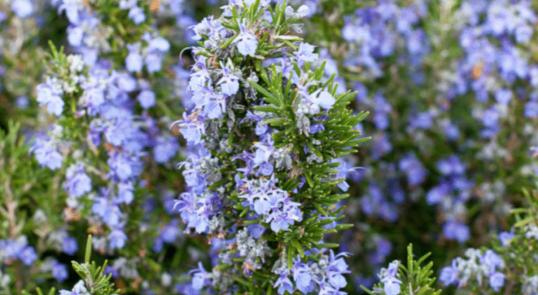 12 Types of Rosemary Plants (Identification, With Pictures) - AMERICAN ...