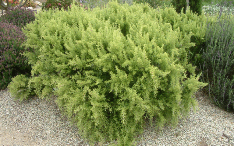 12 Types of Rosemary Plants (Identification, With Pictures) - AMERICAN ...