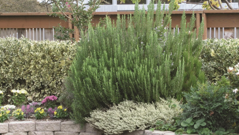 12 Types of Rosemary Plants (Identification, With Pictures) - AMERICAN ...