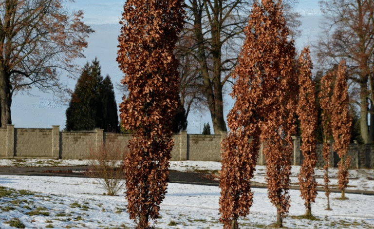 24 Trees That Grow Straight Up And Narrow - AMERICAN GARDENER