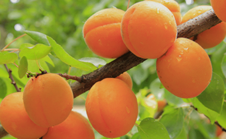 18 Fruit Trees that Grow In Georgia - AMERICAN GARDENER