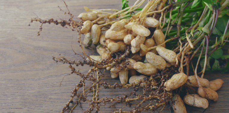 17 Fruits (Foods) That Grow Underground - AMERICAN GARDENER