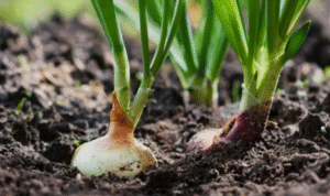 17 Fruits (Foods) That Grow Underground - AMERICAN GARDENER