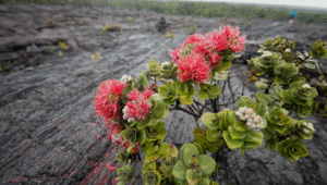 15 Plants That Grow Near Volcanoes American Gardener
