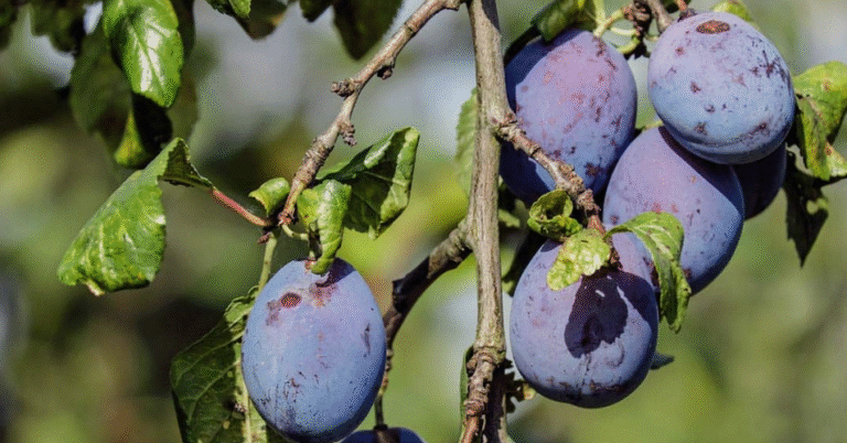 21 Fruit Trees that Grow Well In Ohio - AMERICAN GARDENER
