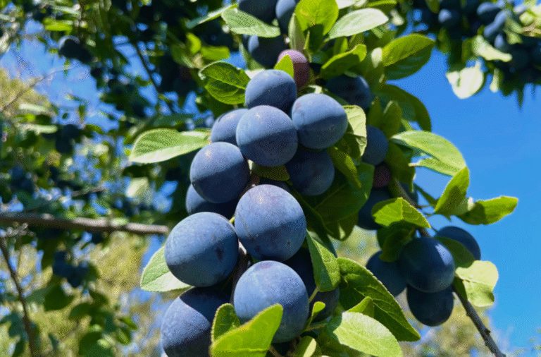 16 Fruit Trees That Grow Well in Wisconsin - AMERICAN GARDENER