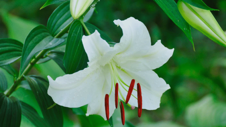 10 Roses that Bloom at Night - AMERICAN GARDENER