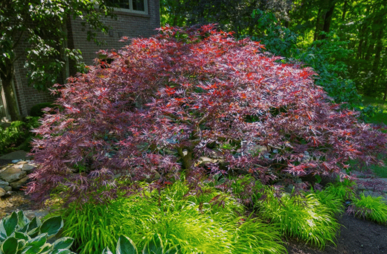 24 Shrubs That Grow Well Under Maple Trees - AMERICAN GARDENER
