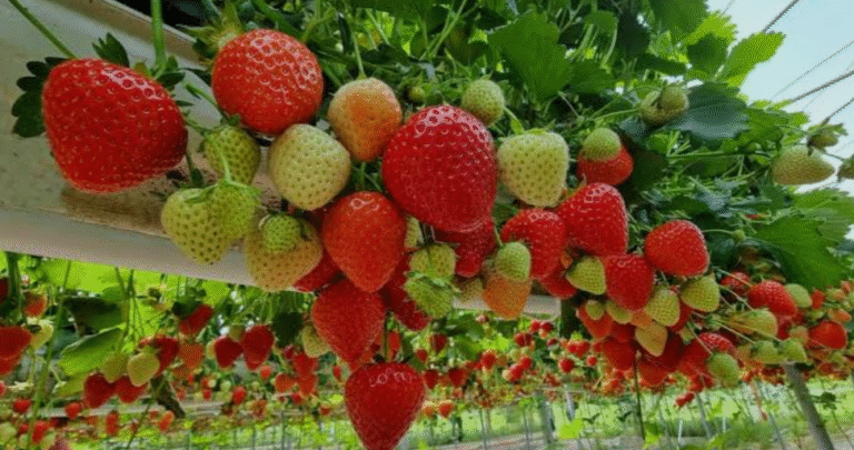 12 Types of Strawberries that Produce all Year - AMERICAN GARDENER