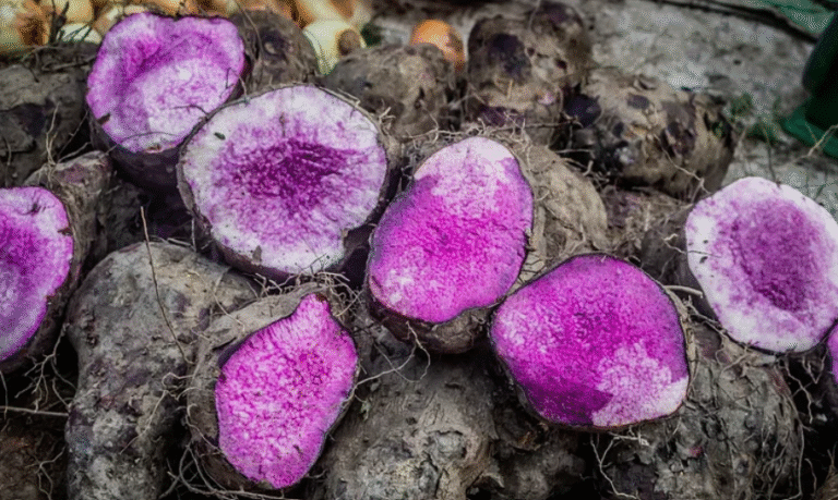 Purple Yam (Ube): History, Characteristics, Cultivation & Uses ...