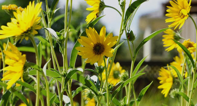12 Sunflowers that Are Perennials – (Identification, With Pictures ...