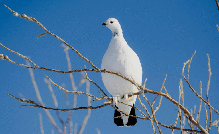 10 Animals that Turn White In Winter - AMERICAN GARDENER