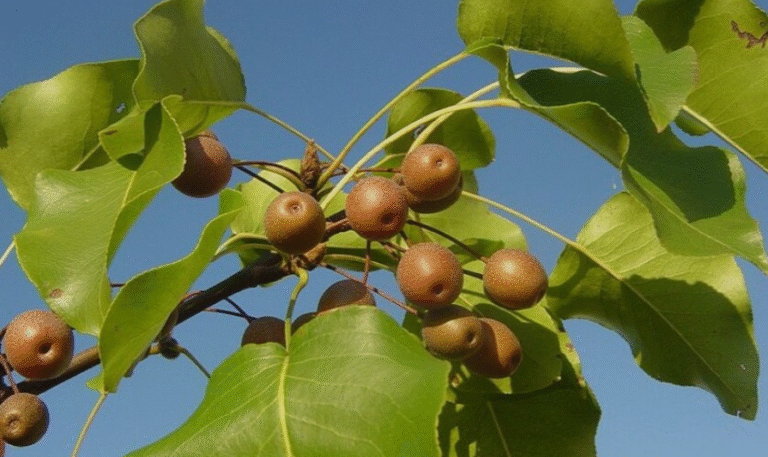 12 Fruit Trees that Grow Well In Indiana - AMERICAN GARDENER
