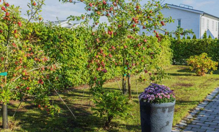 28 Fruit Trees that Can Survive Winter (Cold Hardy) - AMERICAN GARDENER