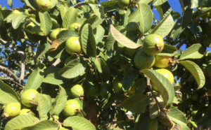 10 Cold Tolerant Tropical Fruit Trees - AMERICAN GARDENER